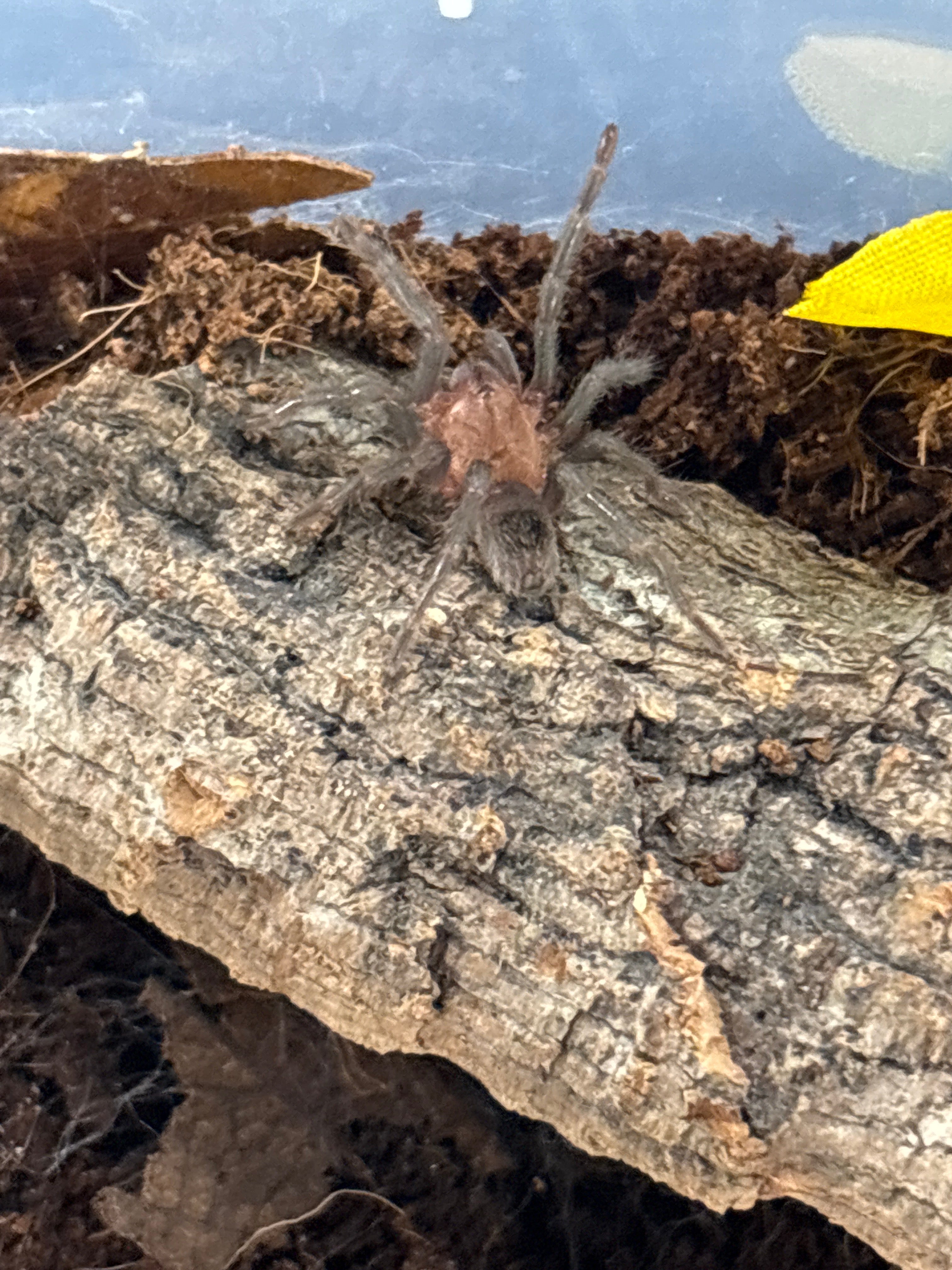 Theraphosidae sp Cuzco (Peruvian Royalty) – The Creep Inn Family
